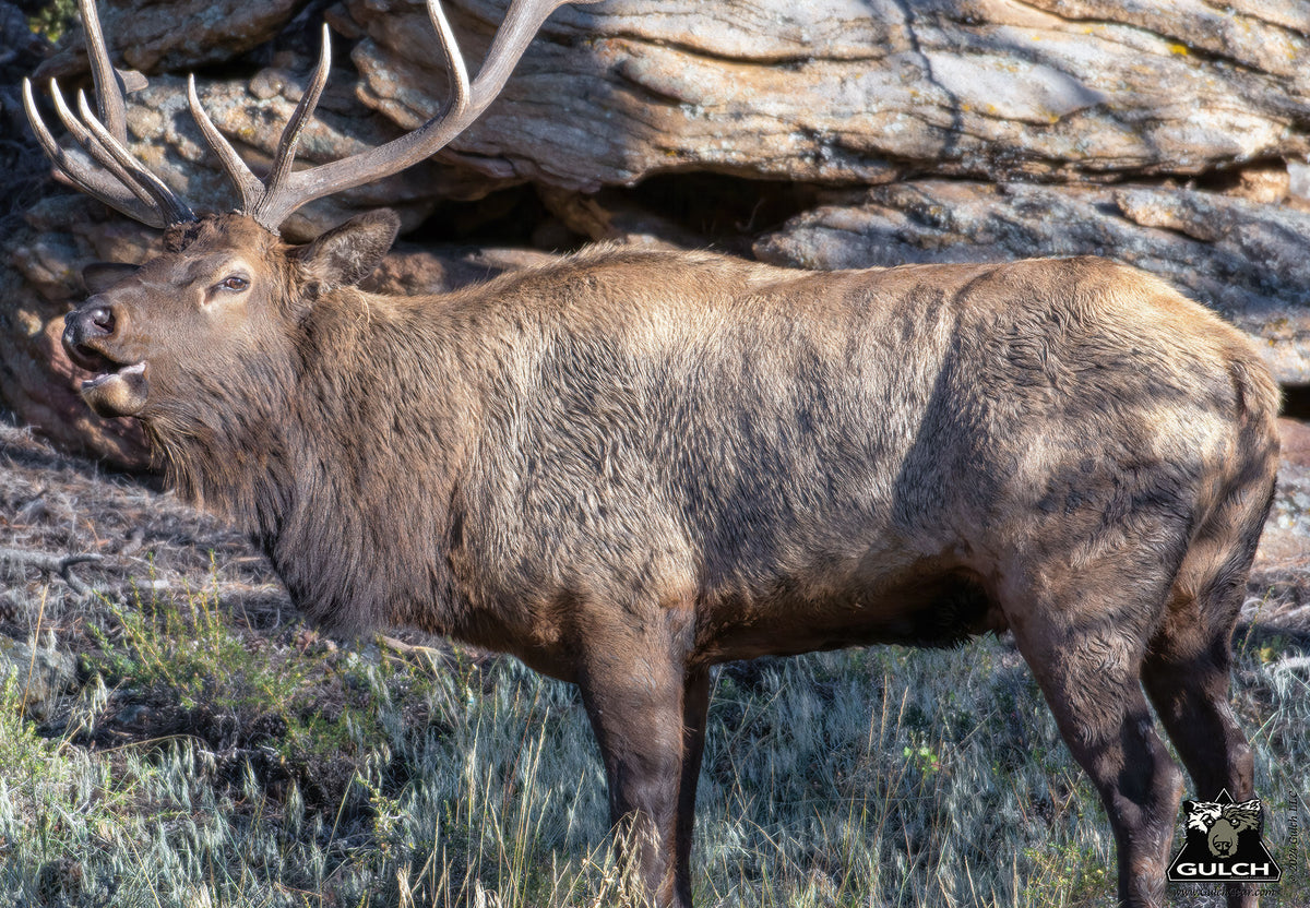Elk Targets– Gulch Gear
